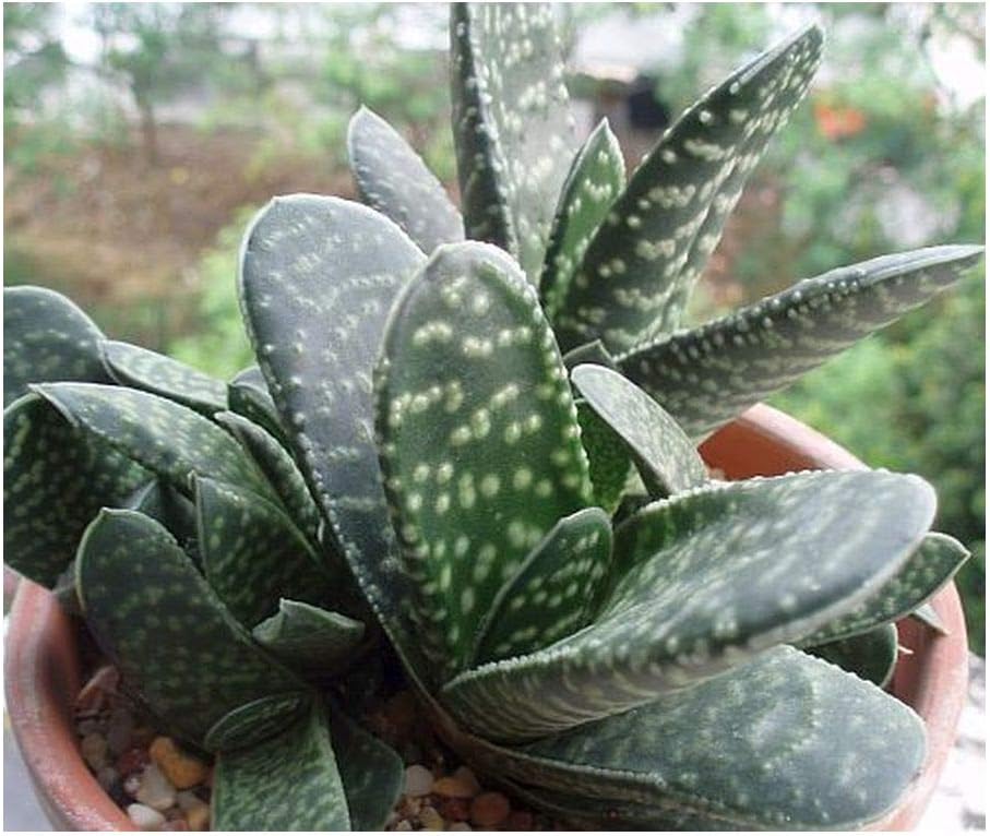 Gasteria Bicolor - Dwarf gasteria - 10 Seeds: Amazon.co.uk: Garden ...
