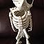 Amazon.com: Crazy Bonez Skeleton Owl: Toys & Games