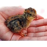 Amazon.com: 12 Large Fertile Hatching Coturnix Quail Eggs : Patio, Lawn ...