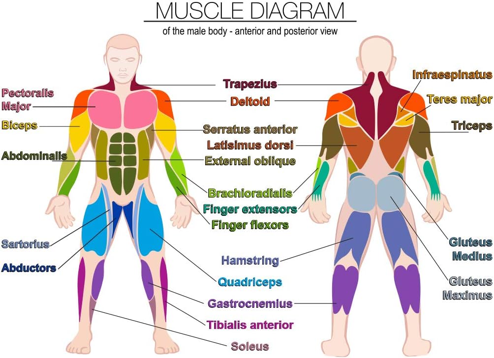Large Anatomy Poster Chart – Life Size Male Anatomy Human Body Poster ...
