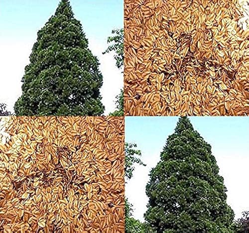 Big Pack - (500) Giant Sequoia, Sequoiadendron giganteum Tree Seeds ...