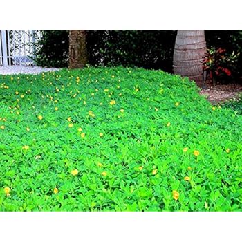 Amazon.com : Ornamental Peanut Grass - Arachis Glabrata - 3 Live Plants ...