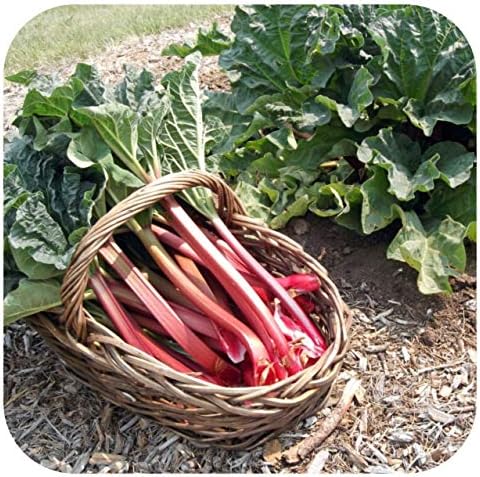 Rhubarb Crowns/Plants Mixed Varieties x 4 by Growtanical®: Amazon.co.uk ...