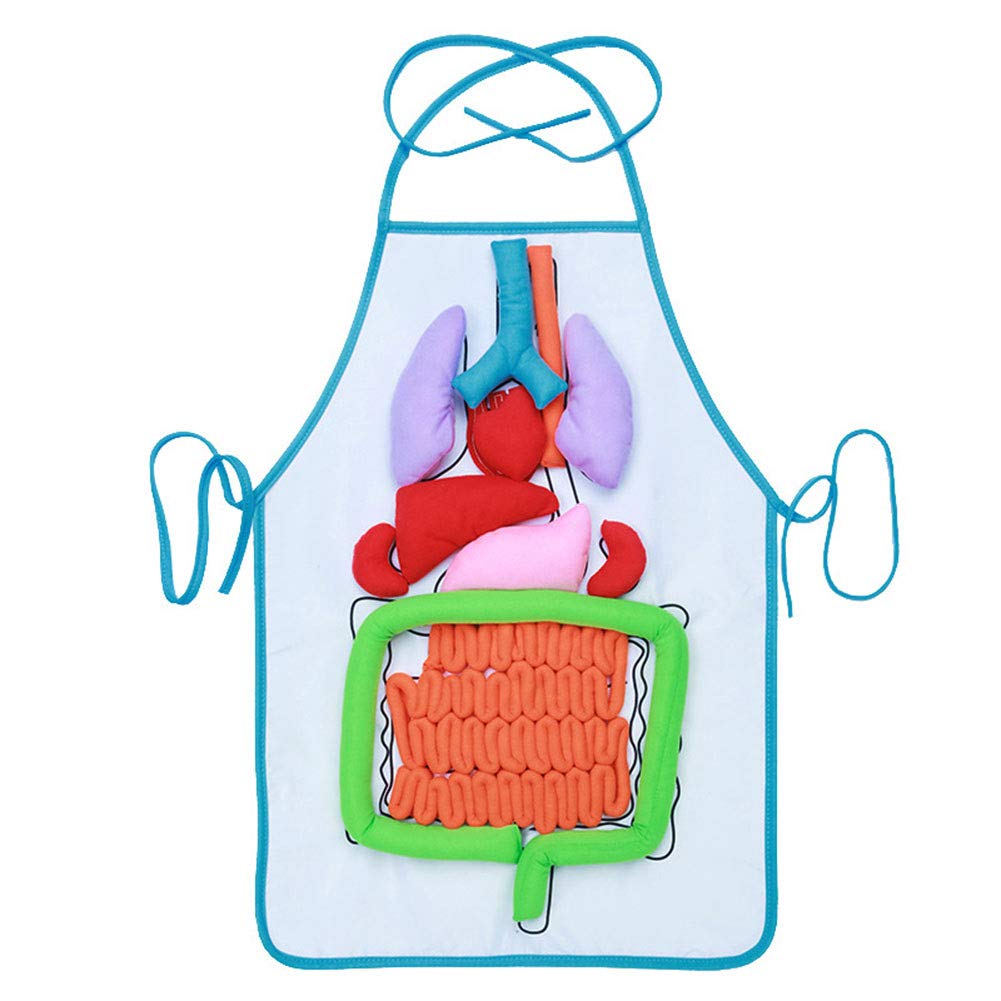 Buy Xergur 3D Anatomy Toy Apron - Anatomy Apron for Childrens, Anatomy ...