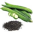 Amazon.com : 0.5oz - 75 Seeds Hat Giong Muop Khia, Luffa Angled Gourd ...