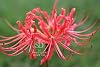 Heirloom Red Spider Lily (Lycoris Radiata) Bulbs, Fall Blooming ...