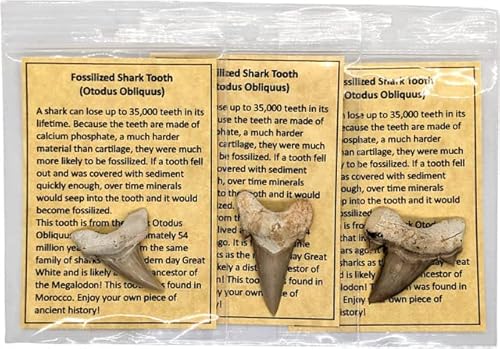 Fossil Shark Teeth Identification