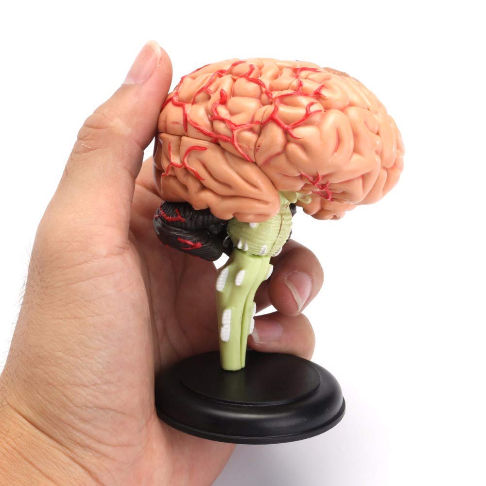 Science Education THUEPAK Human Brain Model 4D Human Brain Disassembled ...