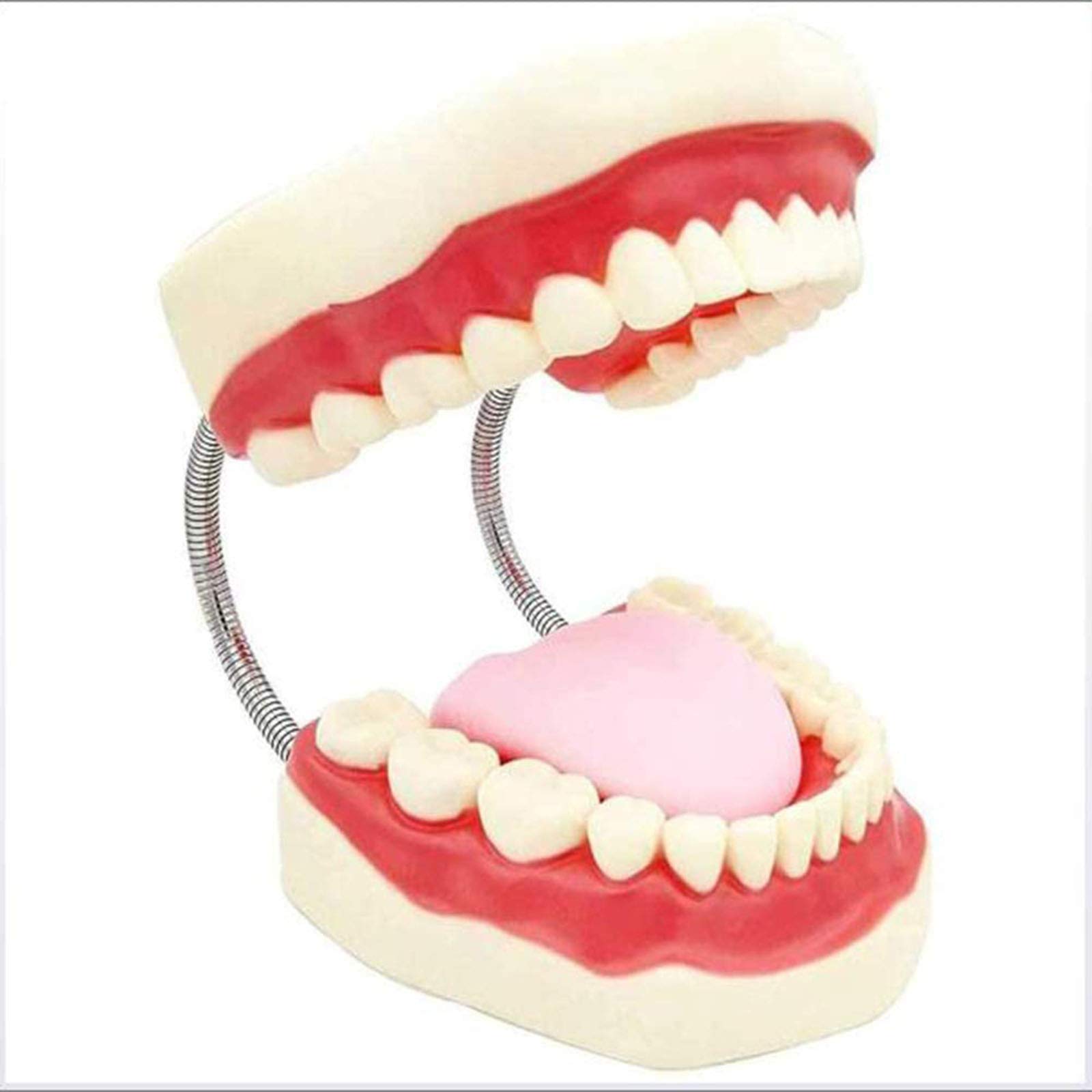 Buy Anatomical Teeth Models, Oral Care Tooth Teeth Tongue Model ...