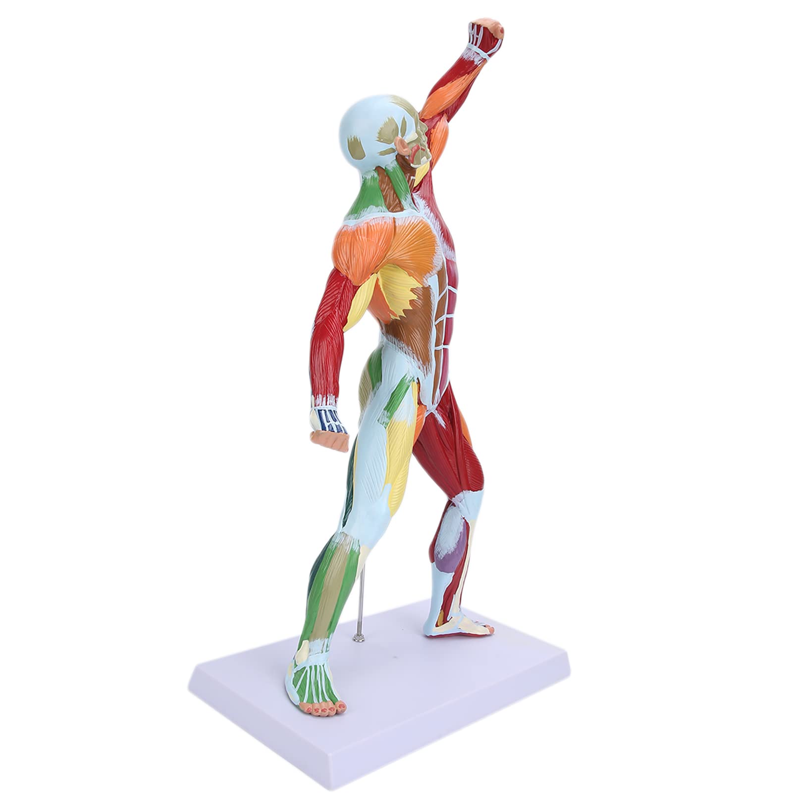 Mua Body Muscle Structure Model, Reliable Muscular System Model Durable ...