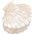 Amazon.com : Shell Jaw Clip Hair Claw Clip Clamps Resin Hair Clips ...