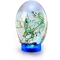 Self Sustaining Ecosystem Aquarium