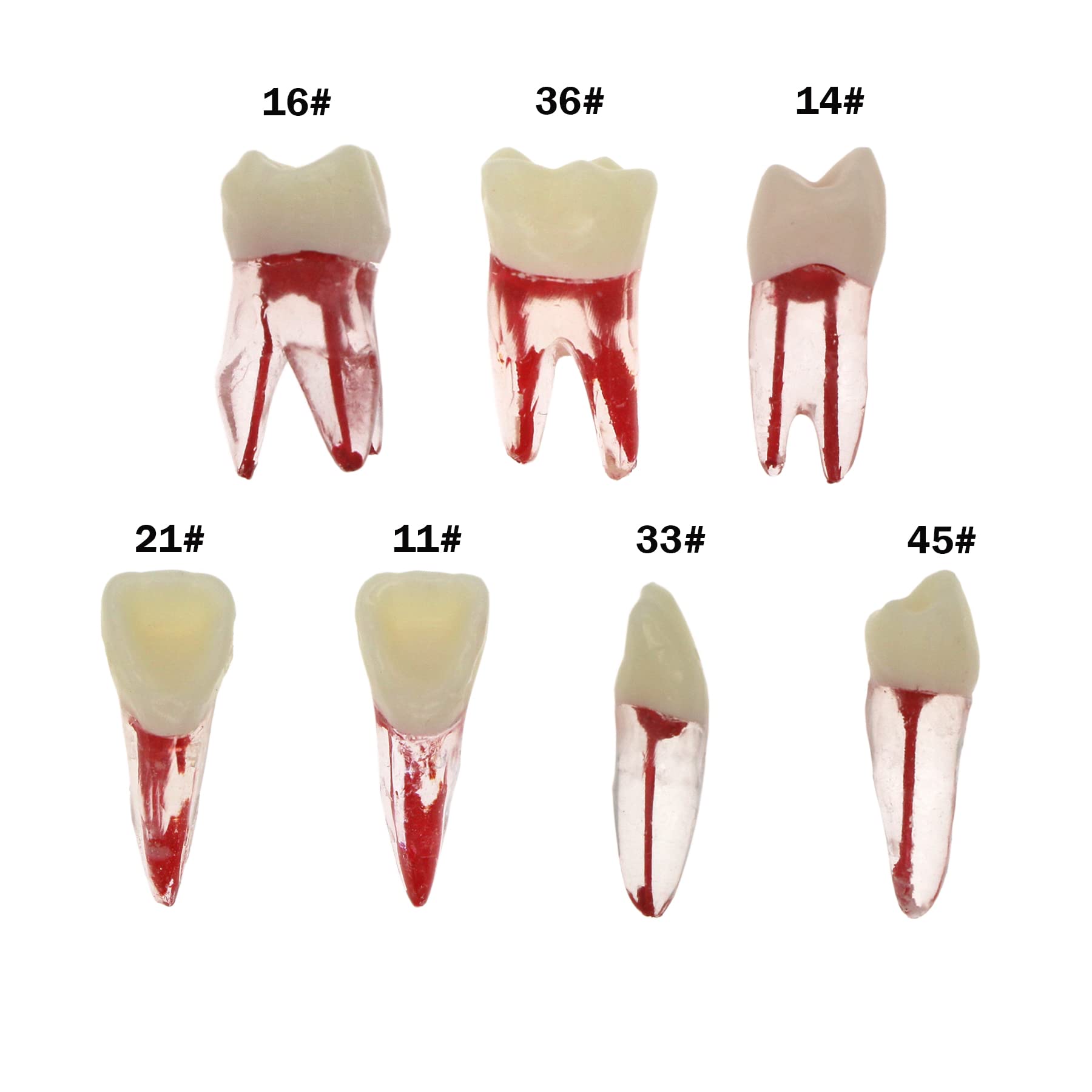 Mua 7Pcs Dental Endodontic Root Canal RCT Practice Endo Teeth Tooth ...
