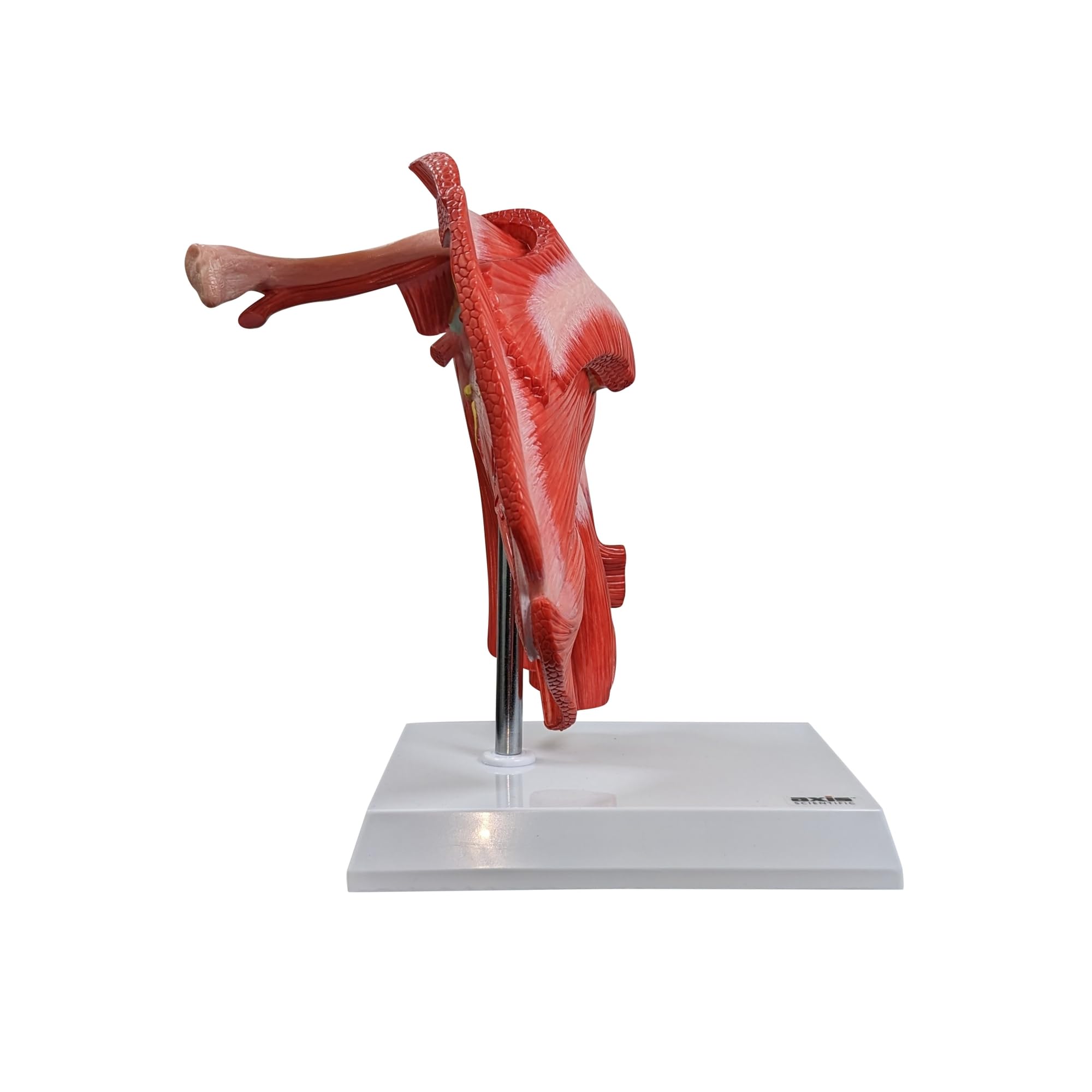 Mua Muscled Shoulder Joint Model – Shows Complete Shoulder Musculature ...
