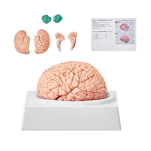VEVOR Human Brain Anatomy Model - 9-Part Life Size Brain with Color ...