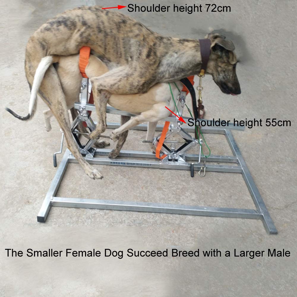 At What Age Can A Male Dog Mate With A Female at Maria Baum blog