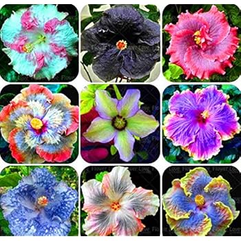 Amazon.com : 100pcs Japanese Hibiscus Seeds 5 kinds Hibiscus Rosa ...