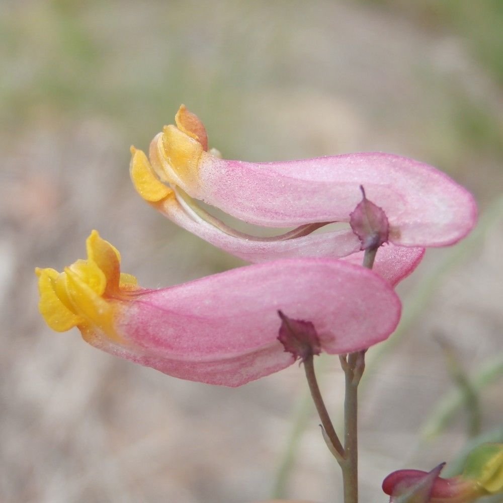 Amazon.com : Pink Corydalis ... Native ... 50 Seeds : Garden & Outdoor
