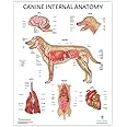 Anatomy Lab - Póster de anatomía interna canina, laminado, anatomía y ...