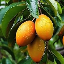 Yellow Mango Tree Trees