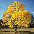 Amazon.com : Golden Trumpet Tree Seeds for Planting (50 Seeds ...