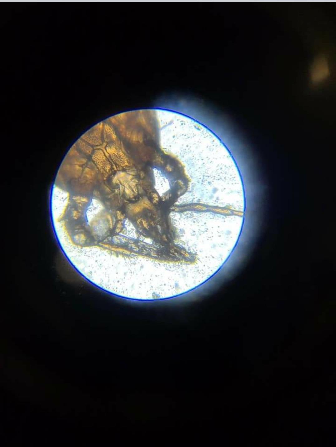 $27/mo - Finance SWIFT Microscope SW150,Compound Student Microscope,40X ...