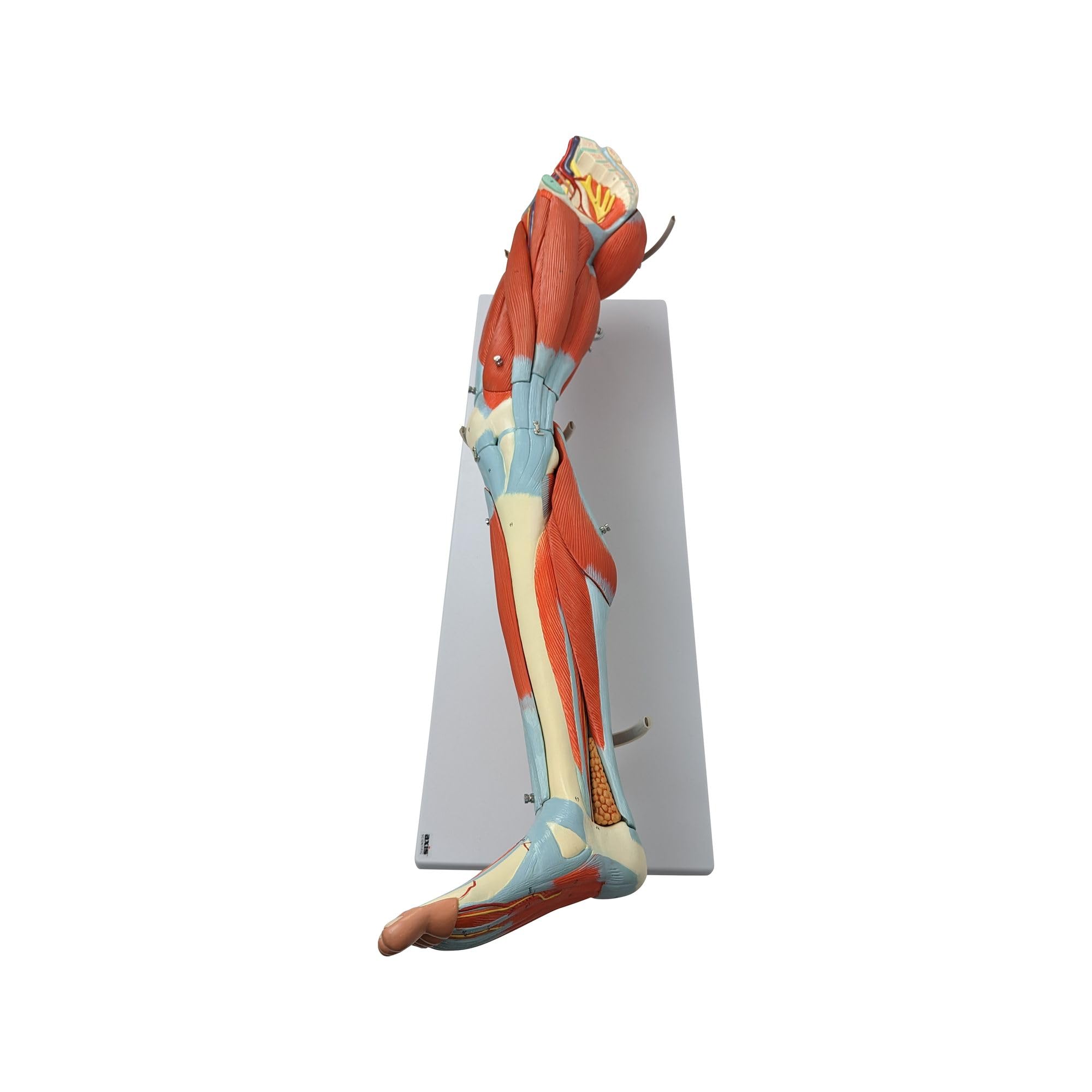 Mua Axis Scientific Muscle Model - Detailed Human Leg Muscle Anatomy ...