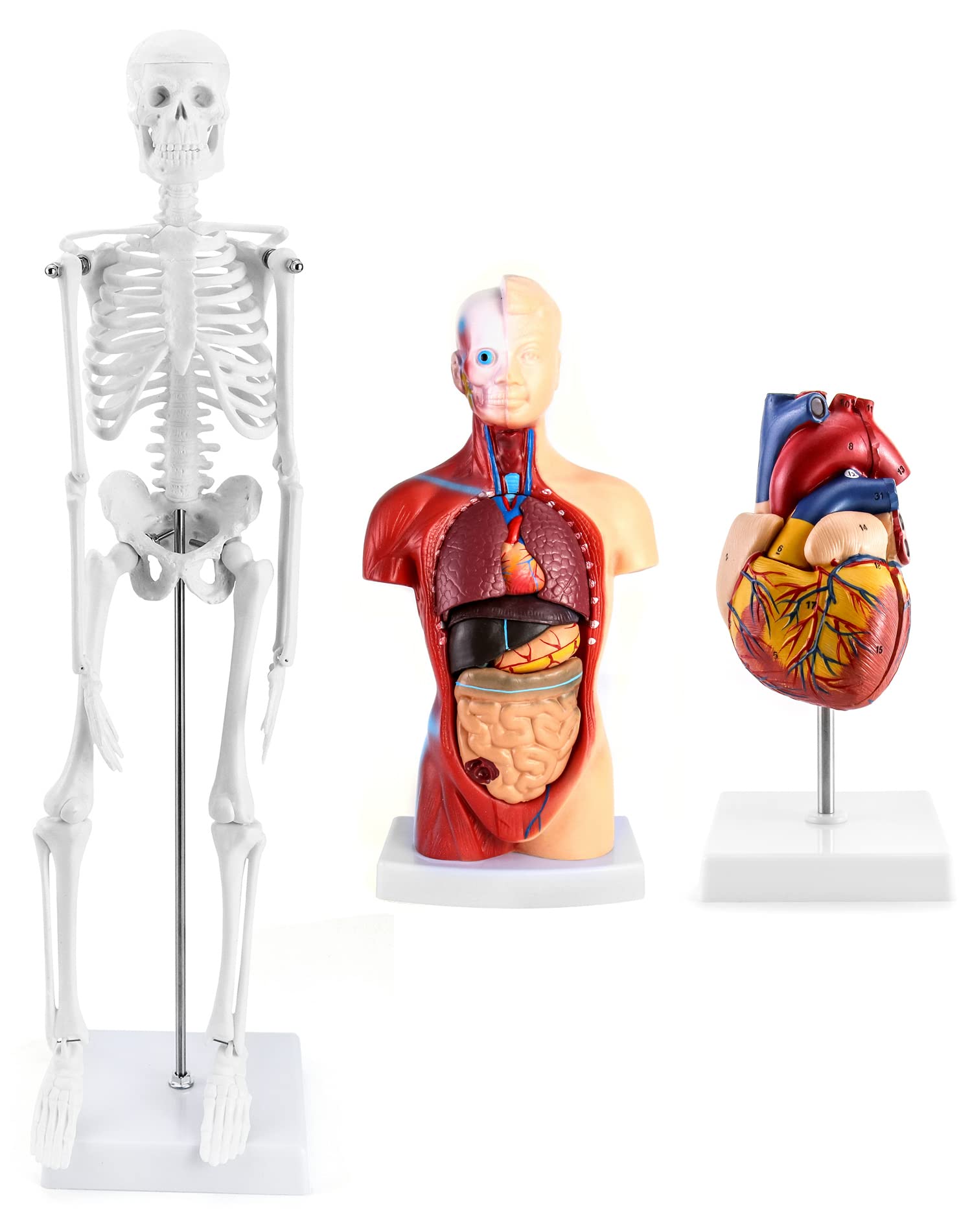 Mua QWORK 3D Model Study Tools for Anatomy and Physiology: Human Heart ...