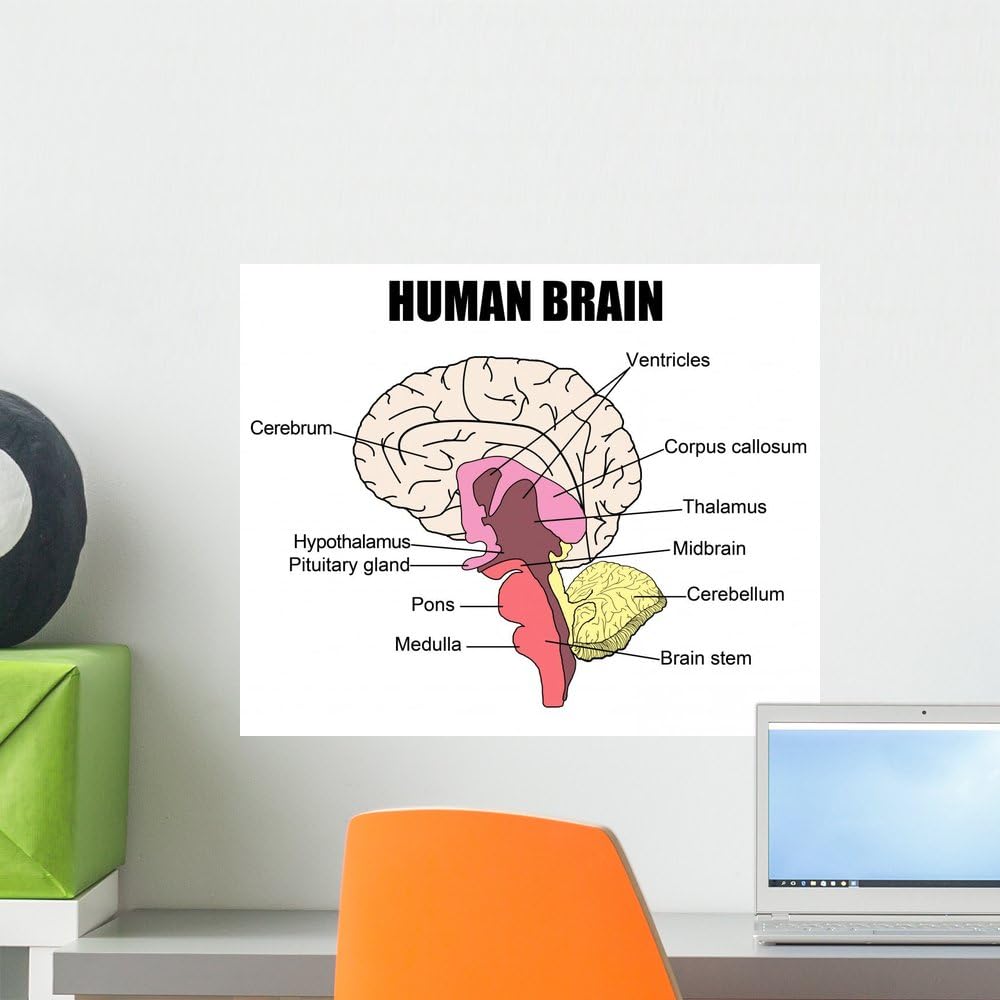 Amazon.com: Wallmonkeys Human Brain Wall Mural Peel and Stick ...