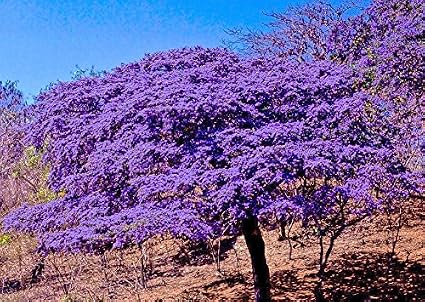 Bahamas National Flower Lignum Vitae | Best Flower Site