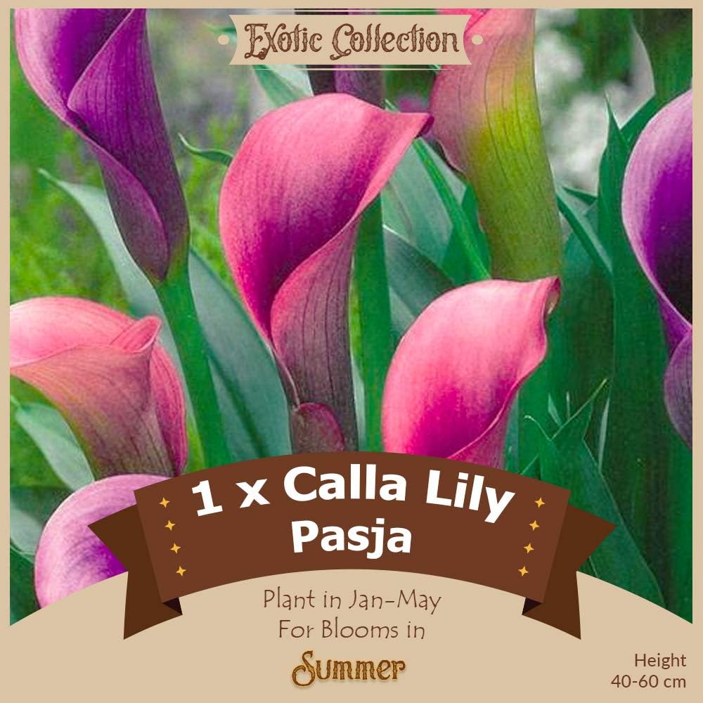 1 x Calla Lily Pasja – Changes from Shades of Deep Purple to Light Pink ...