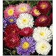 Amazon.com : David's Garden Seeds Flower Aster China Powderpuff Mix 200 ...