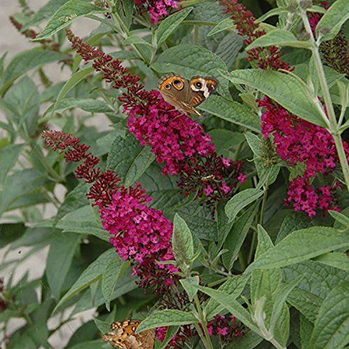 Dwarf Patio Buddleia 'Red Chip' - pack of 3 9cm pots: Amazon.co.uk ...