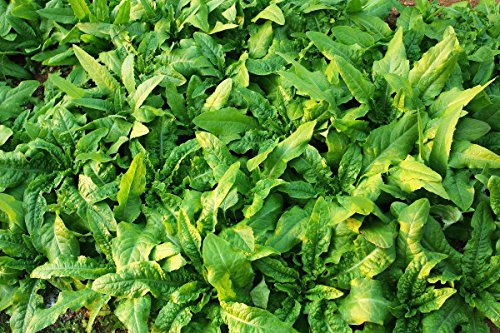 Sword Choy Lettuce Seeds 10g,Oriental lettuce, Chinese lettuce, Pointed ...