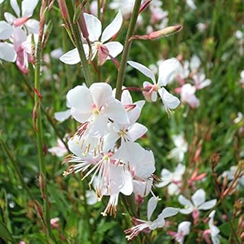 Gaura lindheimeri the bride