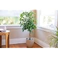 Amazon.com : Ficus Tree Variety 5-Pack - Live Starter Plants in 2 Inch ...