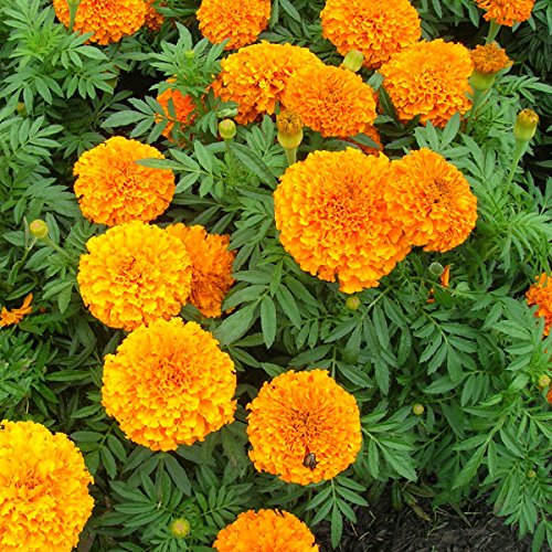 Images of Marigold - JapaneseClass.jp