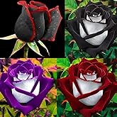 Amazon.com : 100+ PCS Rare Twin Red White Rose Seeds - Heirloom Non-GMO ...
