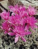Colchicum - How to grow plants