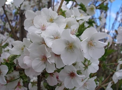 Prunus Snow Goose Flowering Cherry Tree 6FT - 7.5L Potted: Amazon.co.uk ...