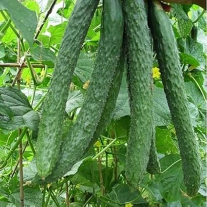 chinese cucumber plant