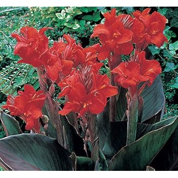 Amazon.com : (2) Red Futurity Flowering Dwarf Canna Lily Roots/bulbs ...