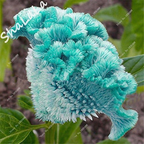 Amazon.com : Rare Cockscomb Flower Seeds Blue Celosia Spicata Bonsai ...