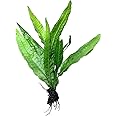 Amazon.com: Marcus Fish Tanks Java Fern Microsorum Pteropus Easy Low ...