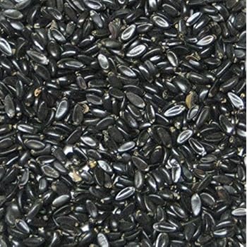 Amazon.com : Texas Ebony Tree 10 Seeds - Ebenopsis - Bonsai or Outdoors ...