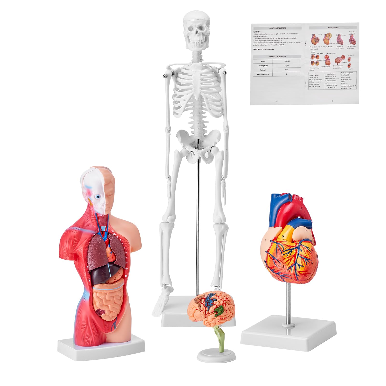 Mua VEVOR Human Anatomy Models Bundle Set, Brain, Human Torso Body ...