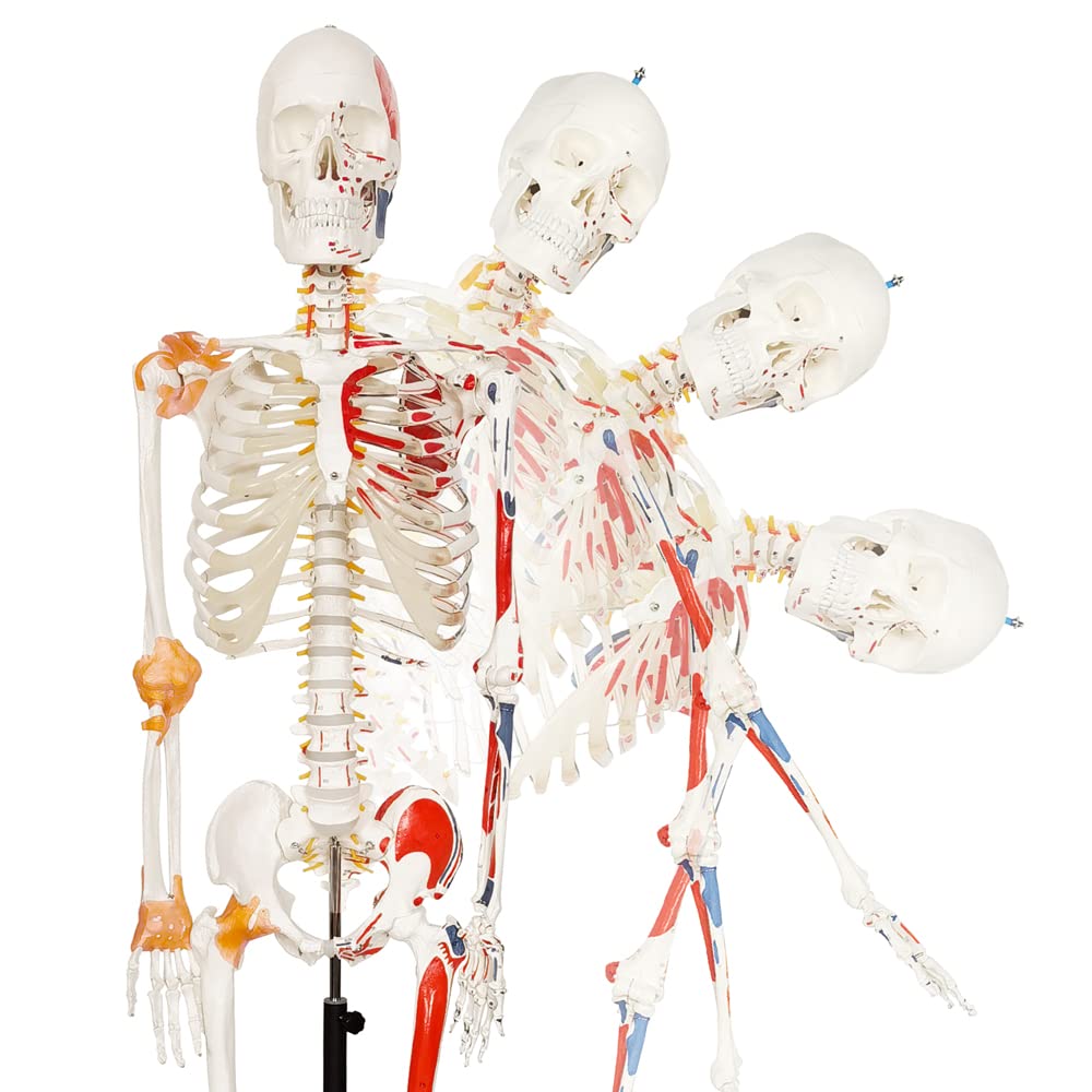 Mua NEW HORIZON Human Skeleton Model Skeleton Model trên Amazon Mỹ ...