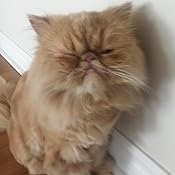 Ethical Wide Colorful Springs Cat Toy: Amazon.ca: Pet Supplies