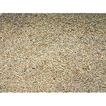 Amazon.com : Lewis Family Farm 5 lb Cereal Rye Grain Seeds Open ...