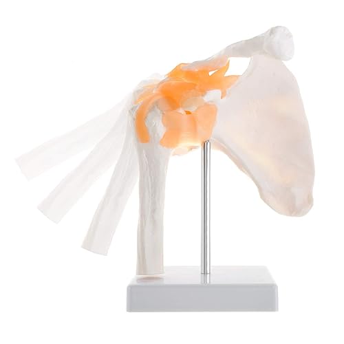 BEAMNOVA Shoulder Model Anatomical Skeleton Life Size Human Anatomy ...